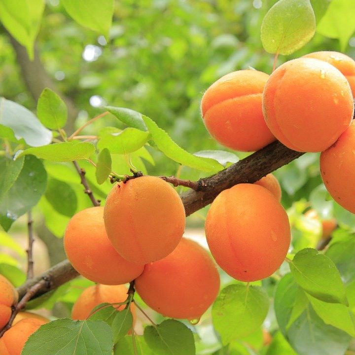 How to Find Cold-Hardy Fruit Trees