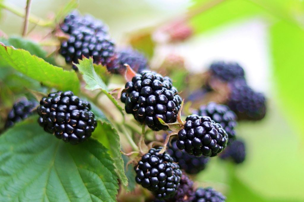 Growing Primocane vs Floricane Bramble Berries | The Yankee Dirt