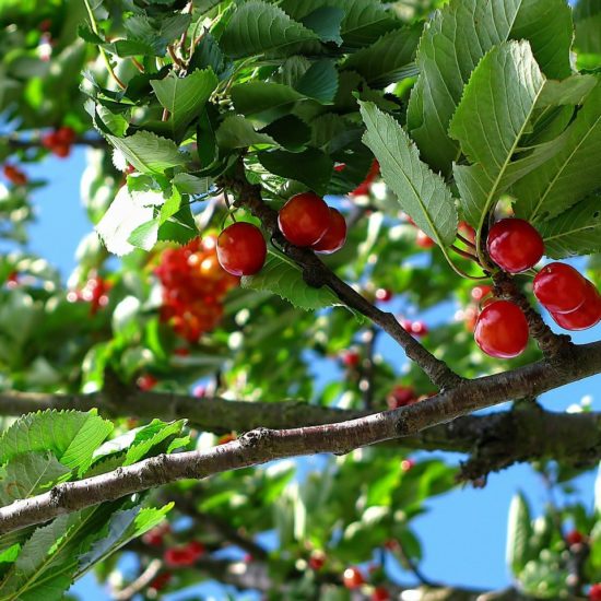 Cold-Hardy Sweet Cherry Trees: Is the Chelan Cherry Viable?
