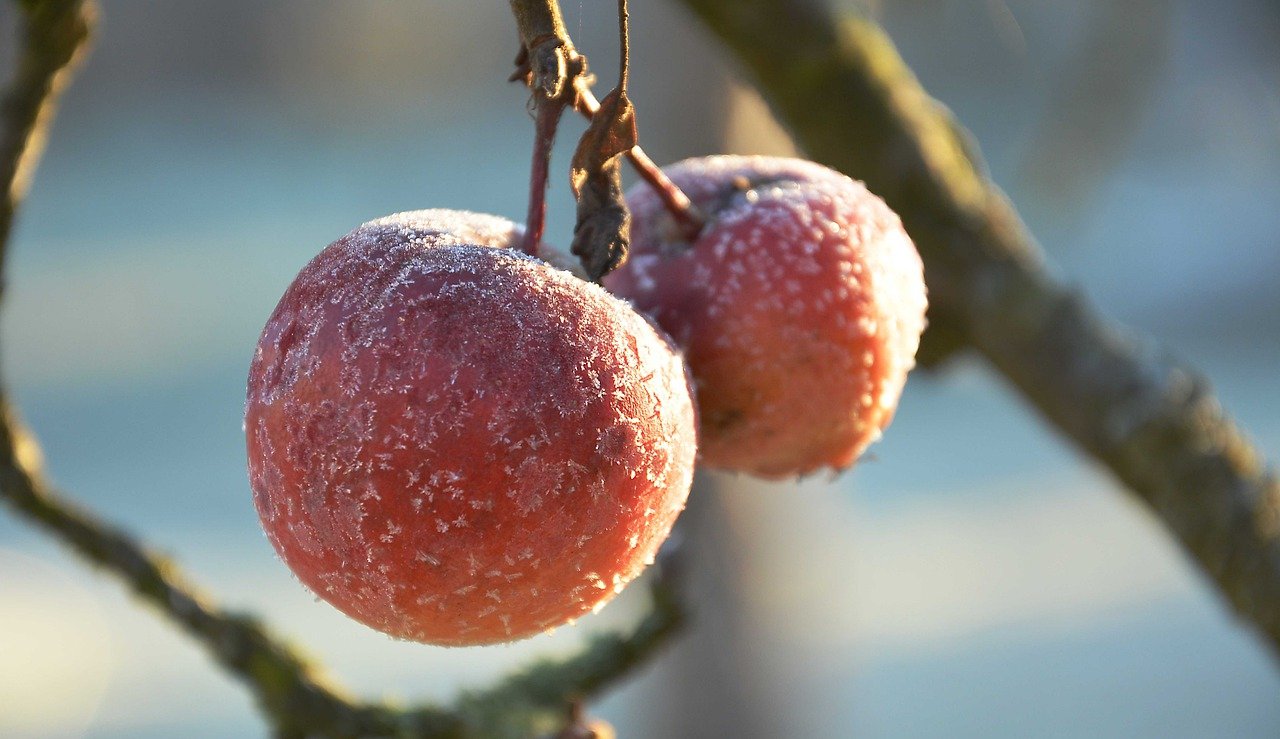 Winterizing Fruit Trees and Berry Bushes | The Yankee Dirt