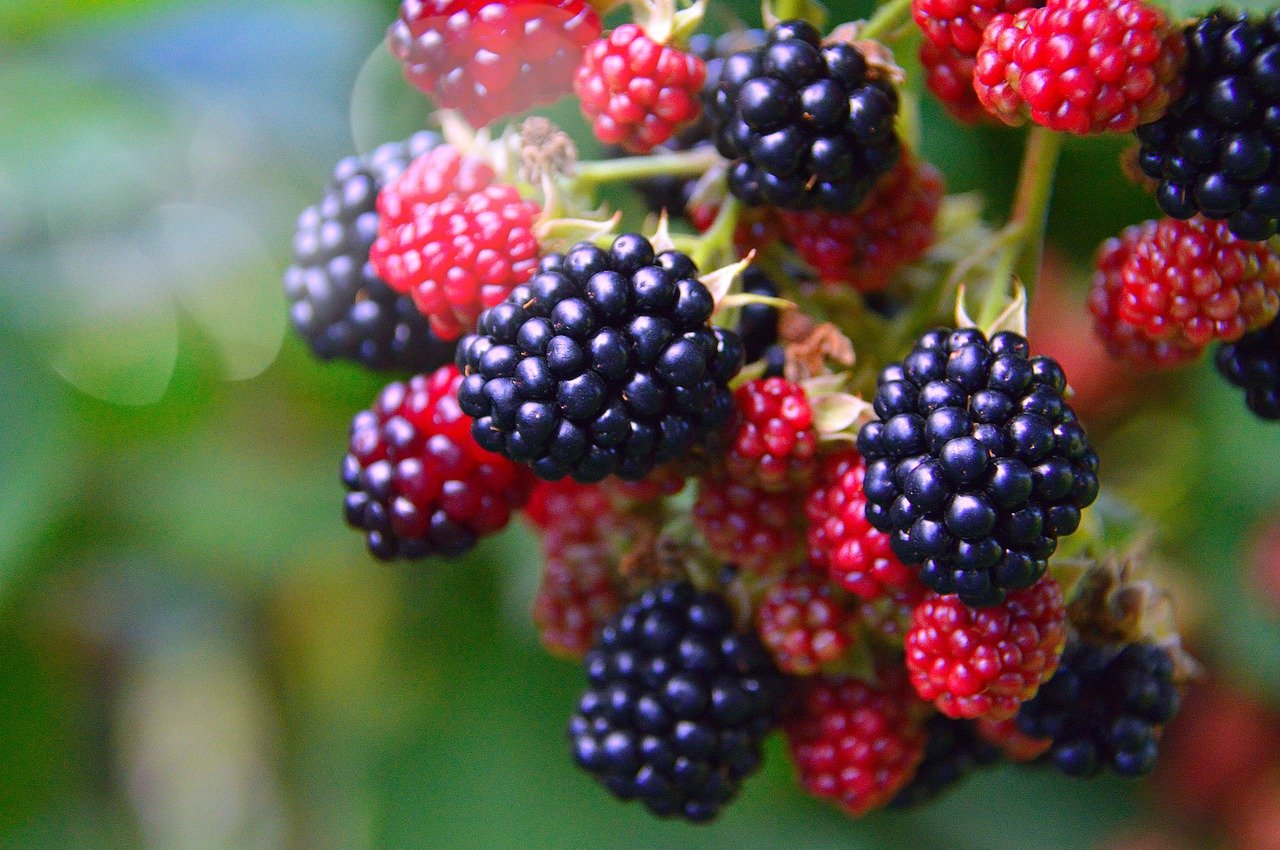 Growing Primocane vs Floricane Bramble Berries | The Yankee Dirt