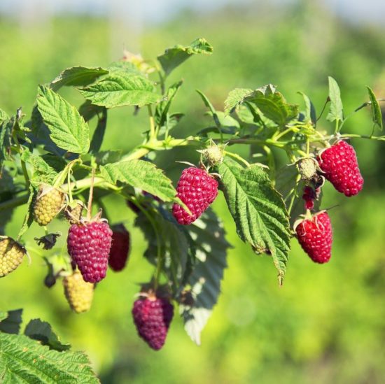 Growing Caroline Red Raspberries