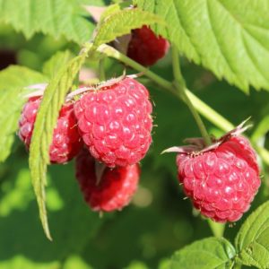 Growing Primocane vs Floricane Bramble Berries | The Yankee Dirt