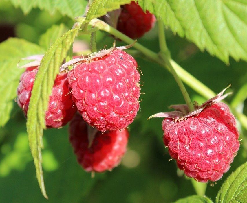 Growing Caroline Red Raspberries