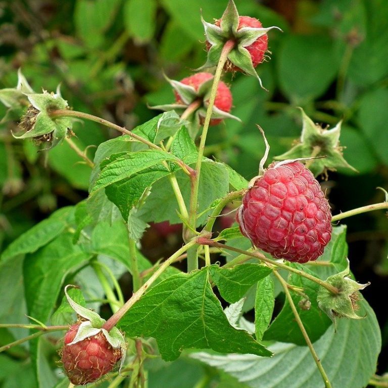 Growing Caroline Red Raspberries