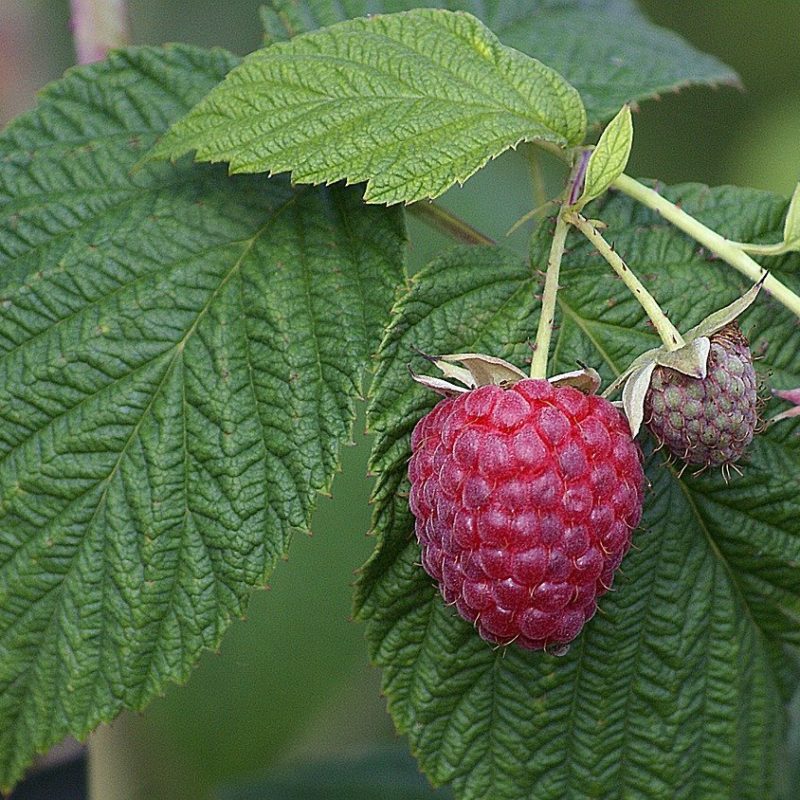 Growing Caroline Red Raspberries
