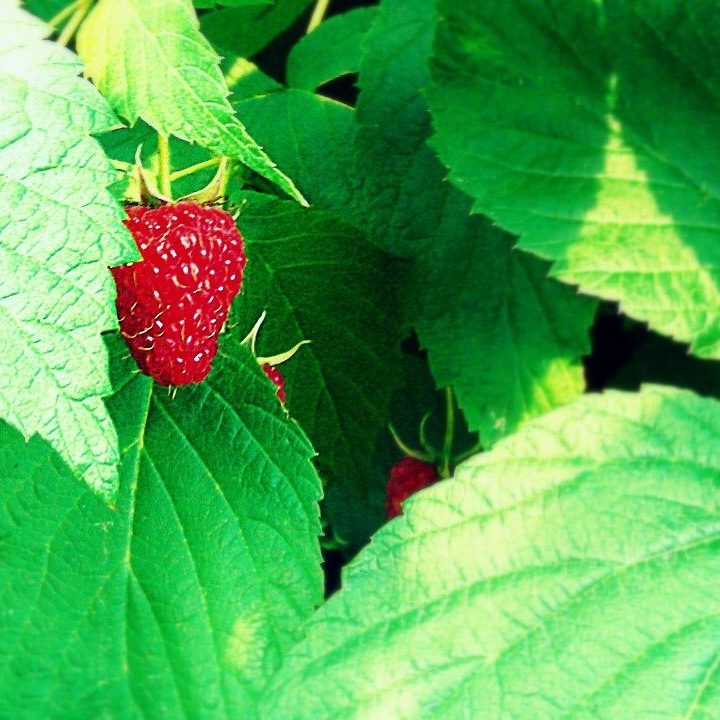 Growing Caroline Red Raspberries