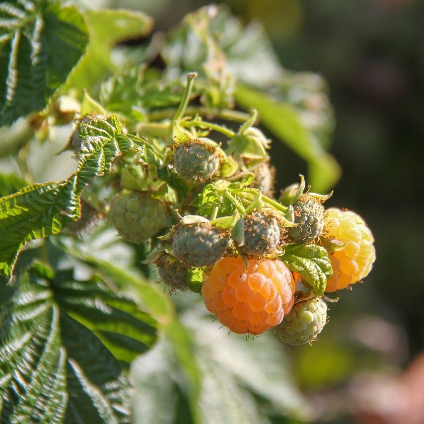 Growing Red, Black, Purple and Gold Raspberries