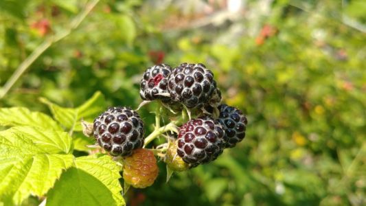 Growing Primocane vs Floricane Bramble Berries | The Yankee Dirt