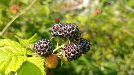 Growing Primocane vs Floricane Bramble Berries | The Yankee Dirt