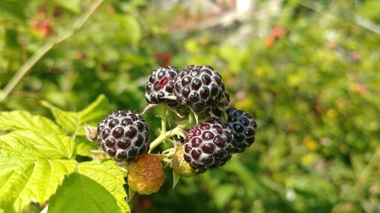 Growing Primocane vs Floricane Bramble Berries | The Yankee Dirt