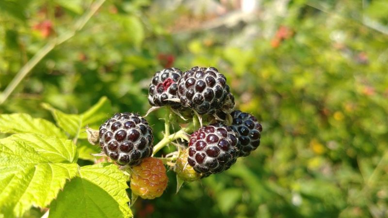 Growing Primocane vs Floricane Bramble Berries | The Yankee Dirt