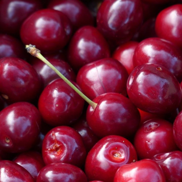 Growing Cold-Hardy Sweet Cherries: The Kristen Cherry Tree