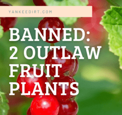 Cold-Hardy Sweet Cherry Trees: Is the Chelan Cherry Viable?