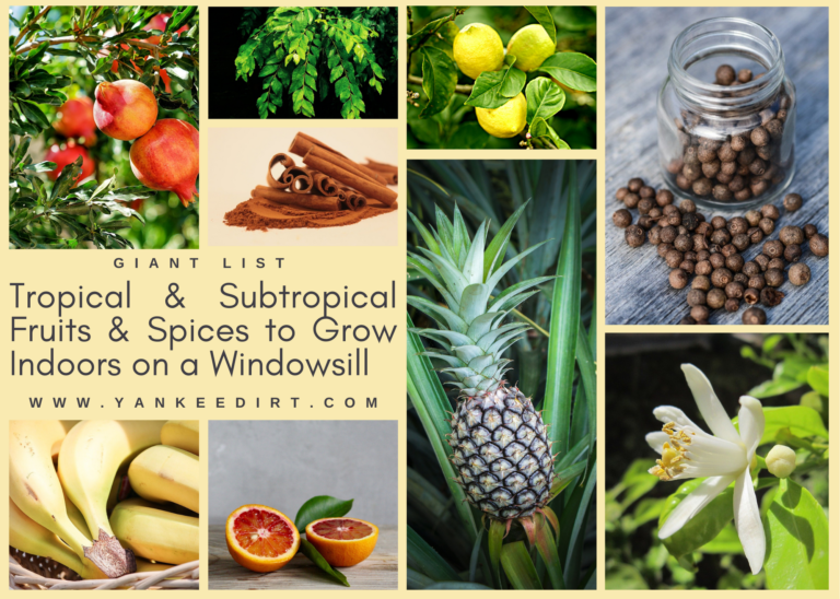 30 Subtropical Fruits & Spices to Grow INDOORS on your Windowsill | The ...