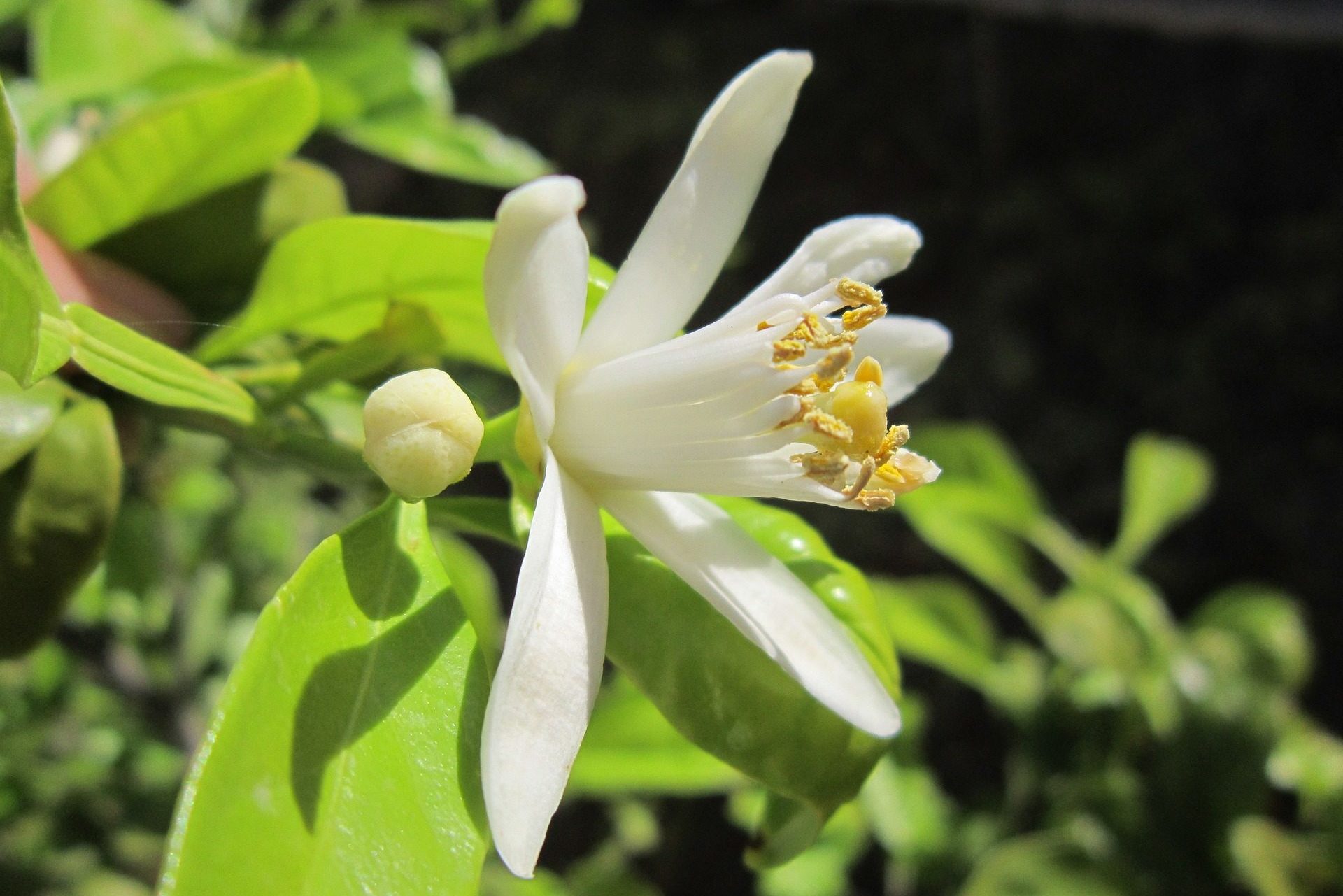 Growing Windowsill Lemon Trees: Pollination