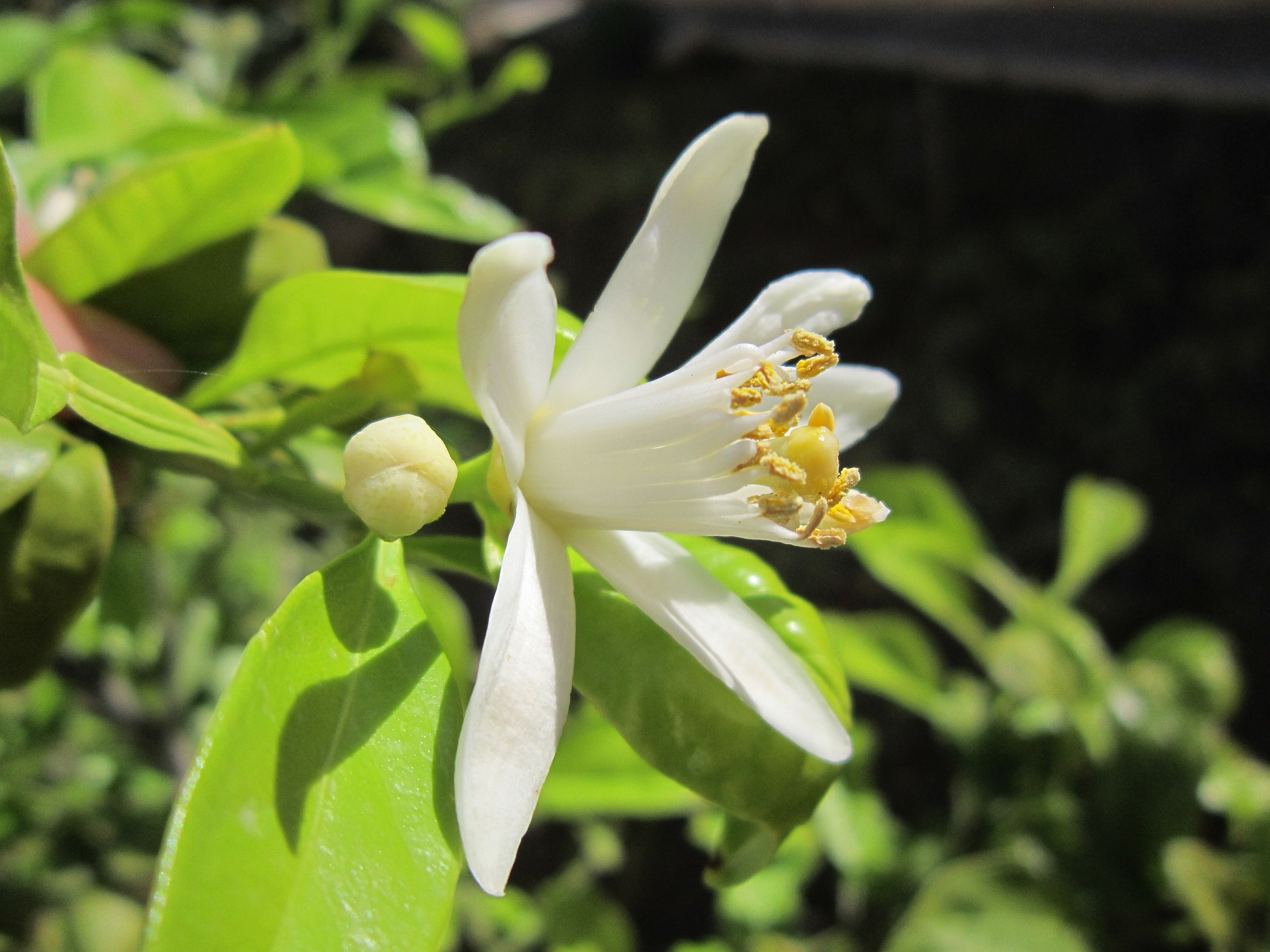 Growing Windowsill Lemon Trees: Pollination