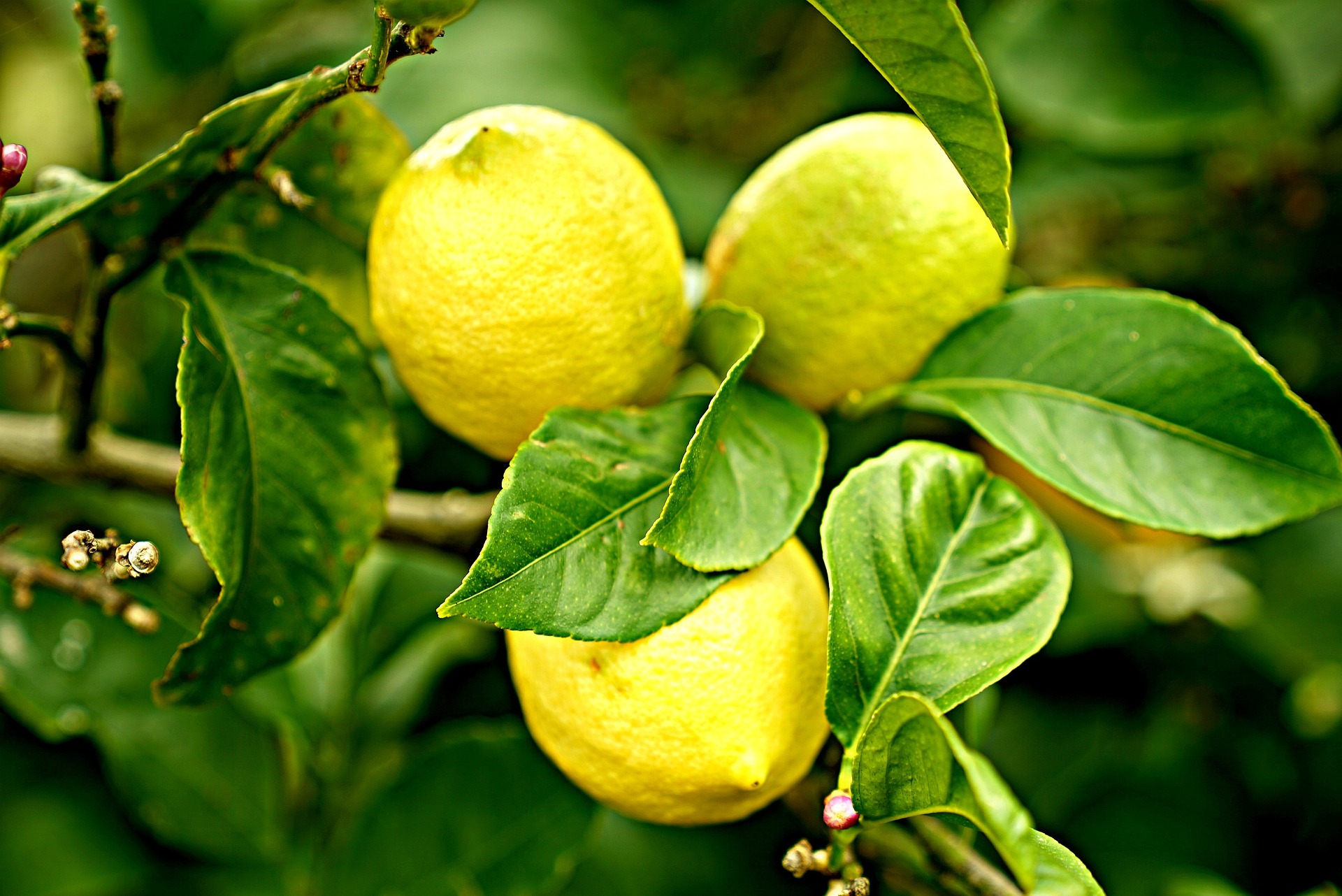 Growing Windowsill Lemon Trees: Temperature and Humidity
