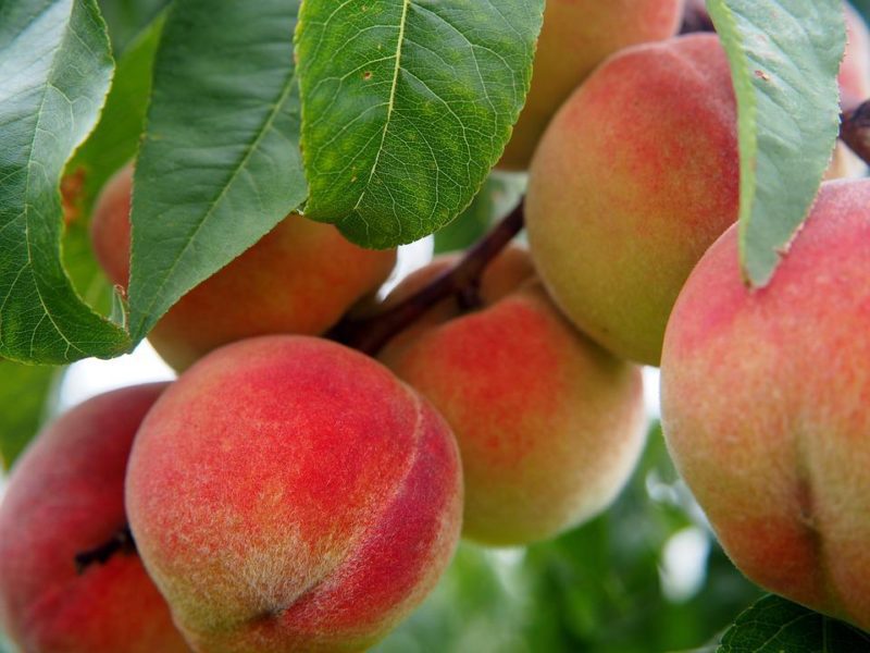 Grow Peaches in Northern Zones: 3 Cold-Hardy Peach Trees | The Yankee Dirt
