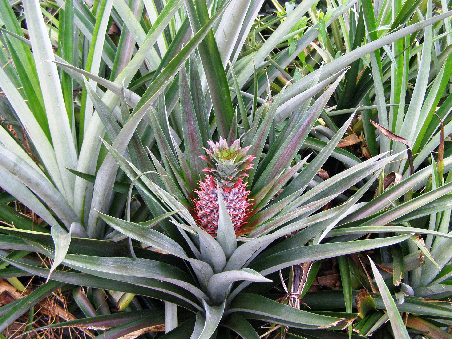 Growing Windowsill Pineapple Plants from Tops