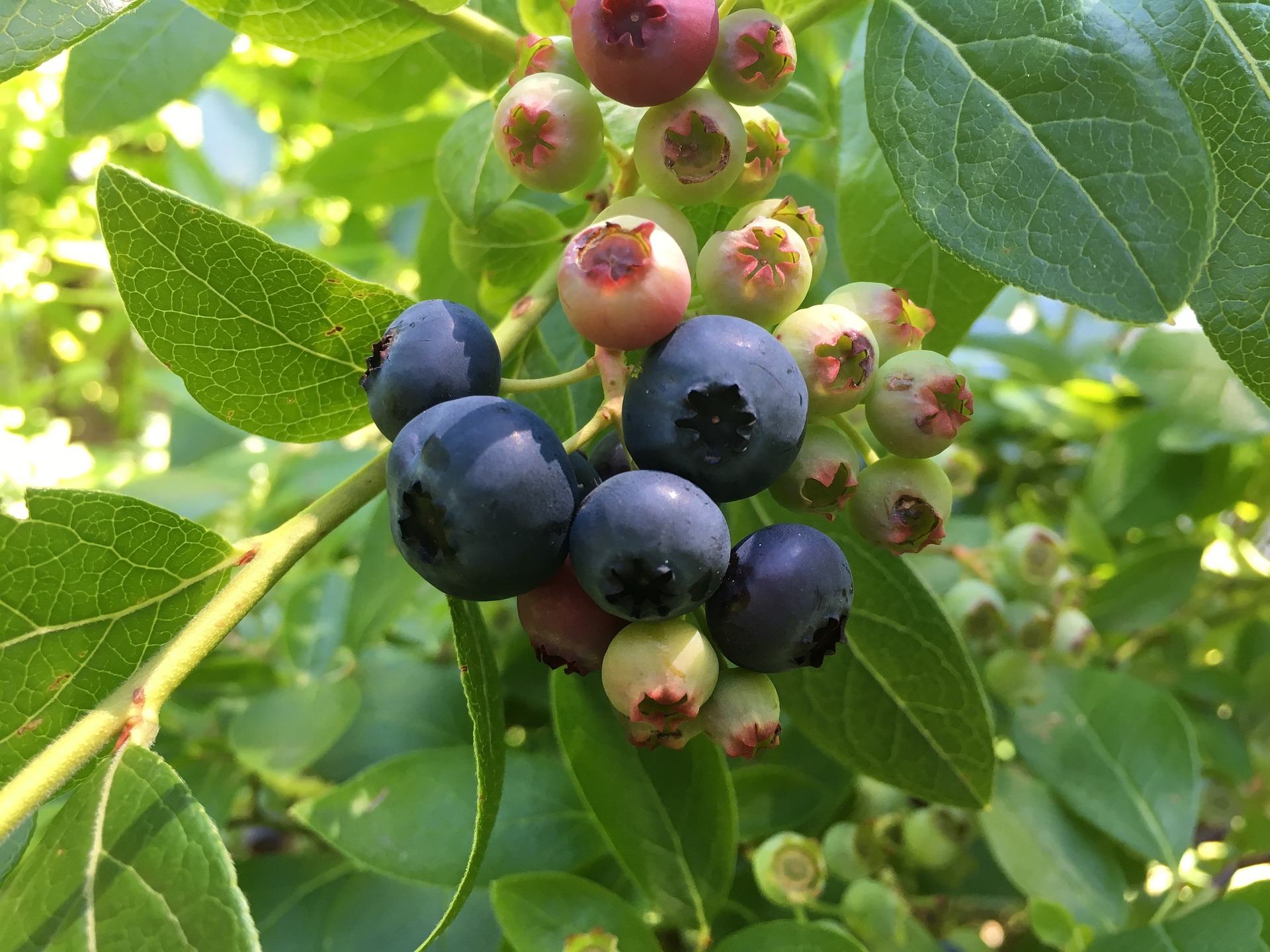 5 Blueberry Cultivars Cold-Hardy to Zone 4 | The Yankee Dirt