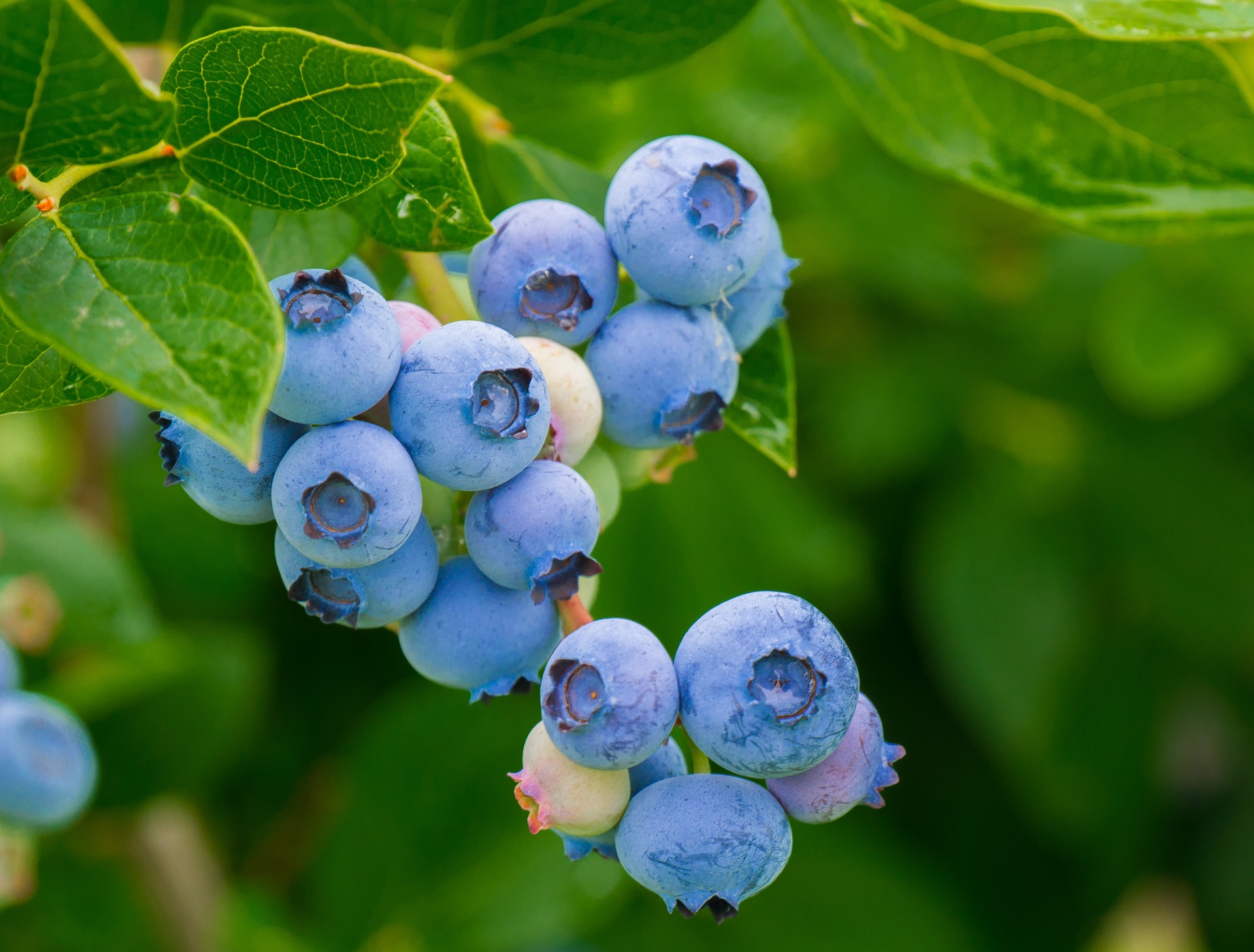 10+ Blueberry Cultivars Cold-Hardy to Zone 4