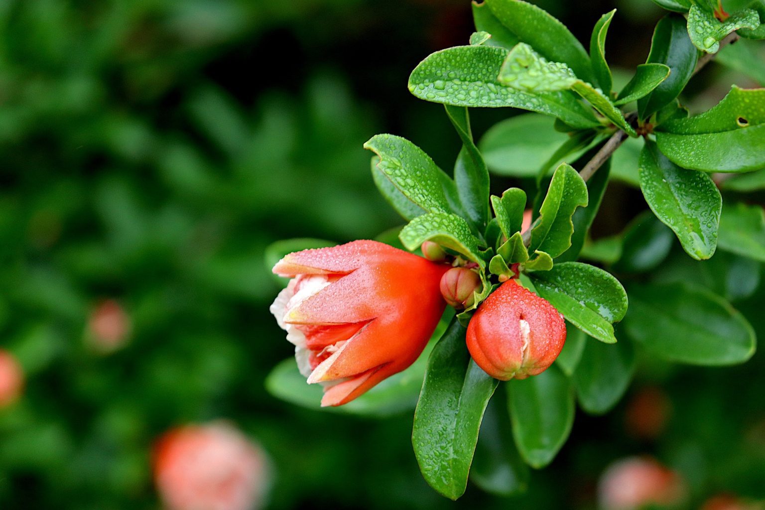 Three Types of Windowsill Pomegranate Trees