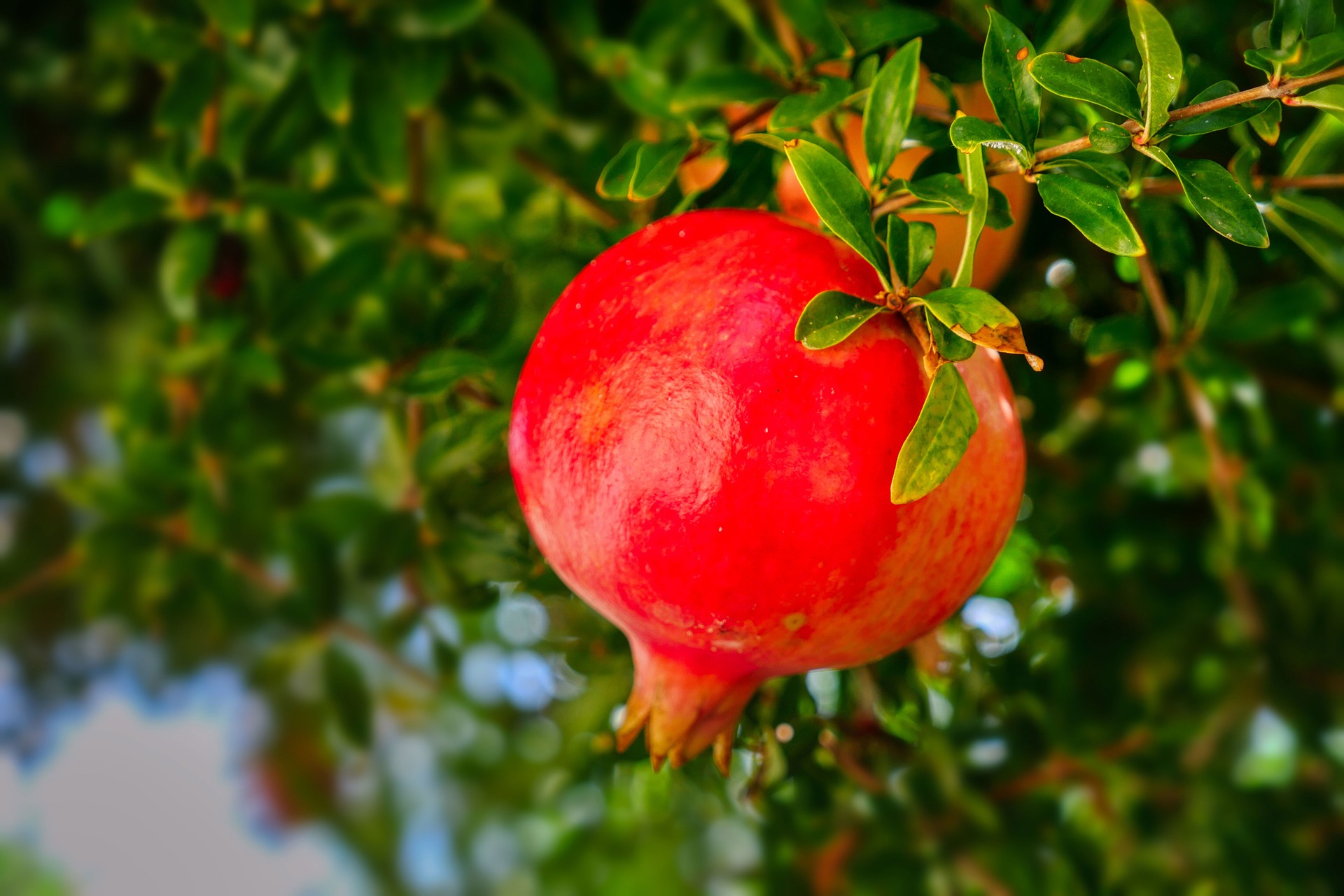 Three Types of Windowsill Pomegranate Trees