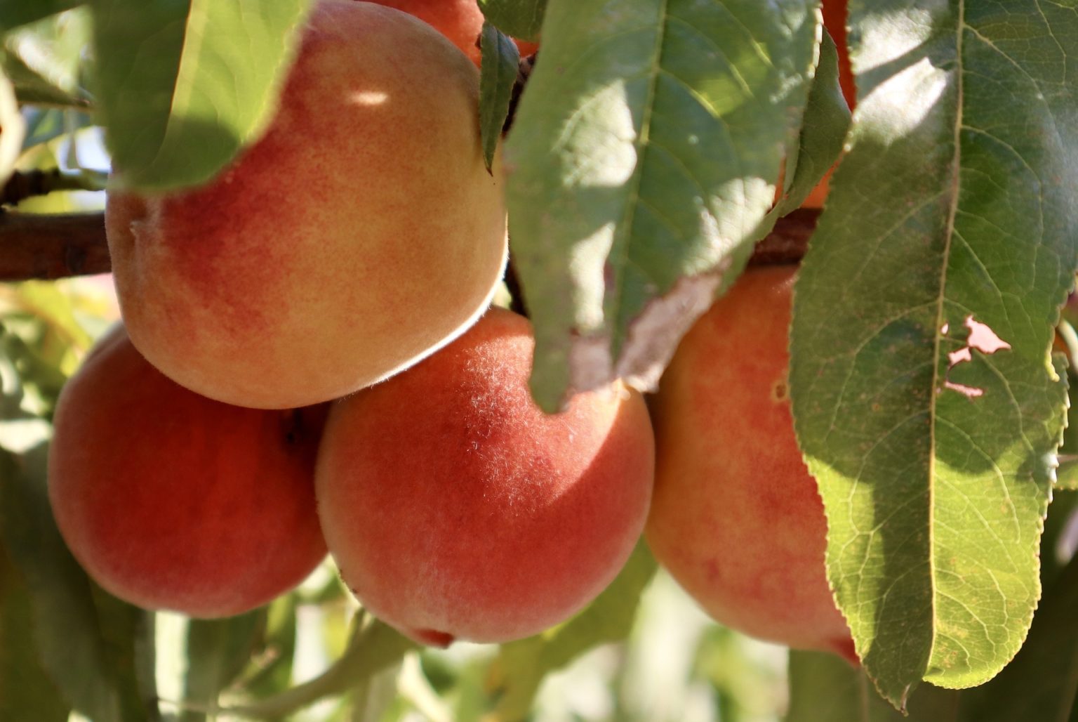 Growing "Bush" Genetic Dwarf Peach Trees in Pots