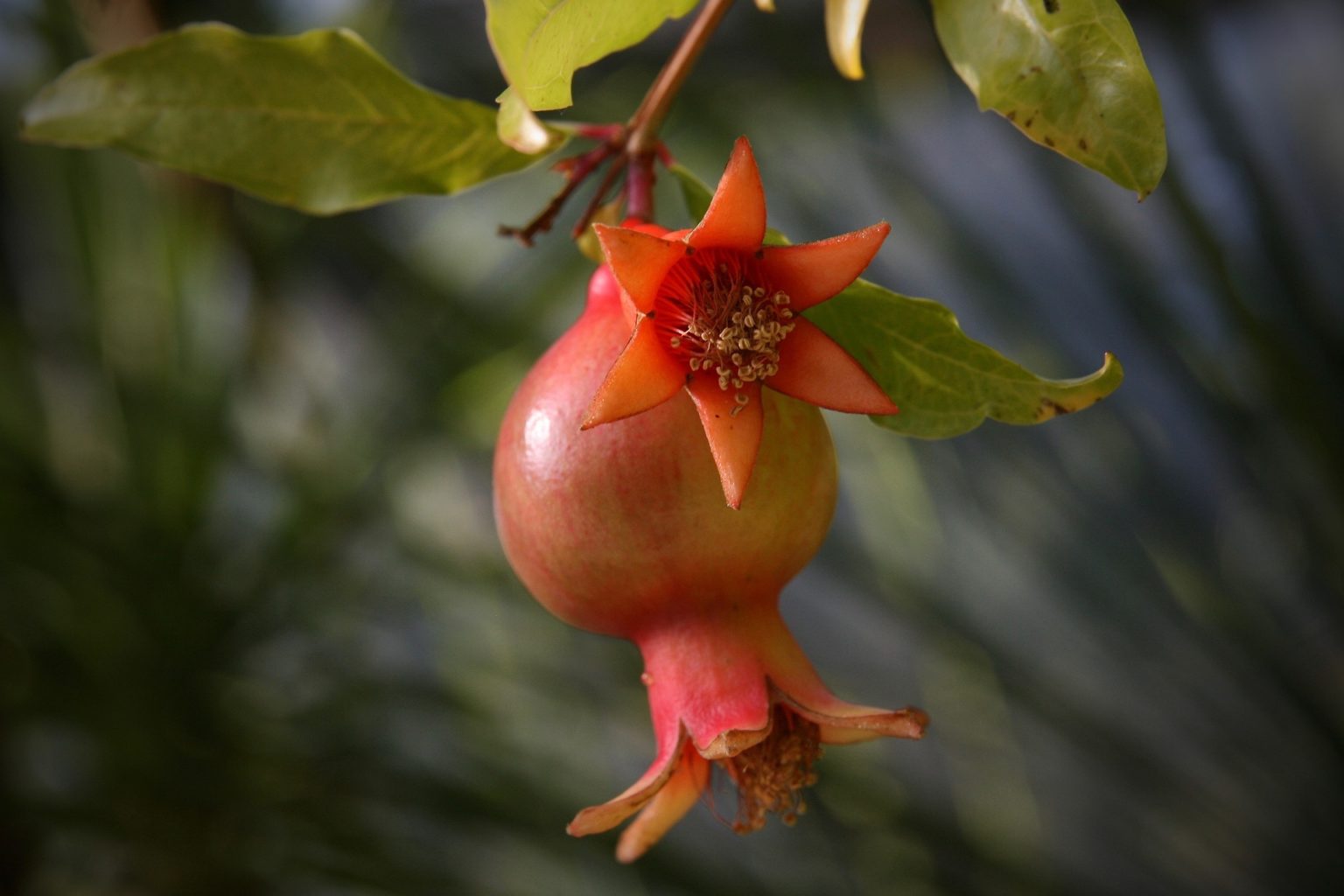 How to Pollinate Pomegranate Trees Grown Indoors in Pots