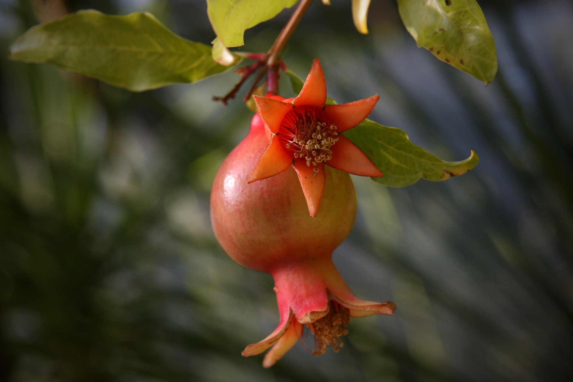 How to Pollinate Pomegranate Trees Grown Indoors in Pots