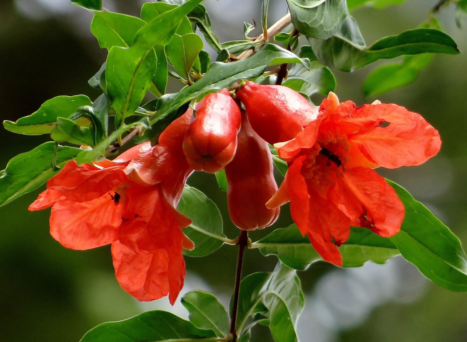 How to Pollinate Pomegranate Trees Grown Indoors in Pots