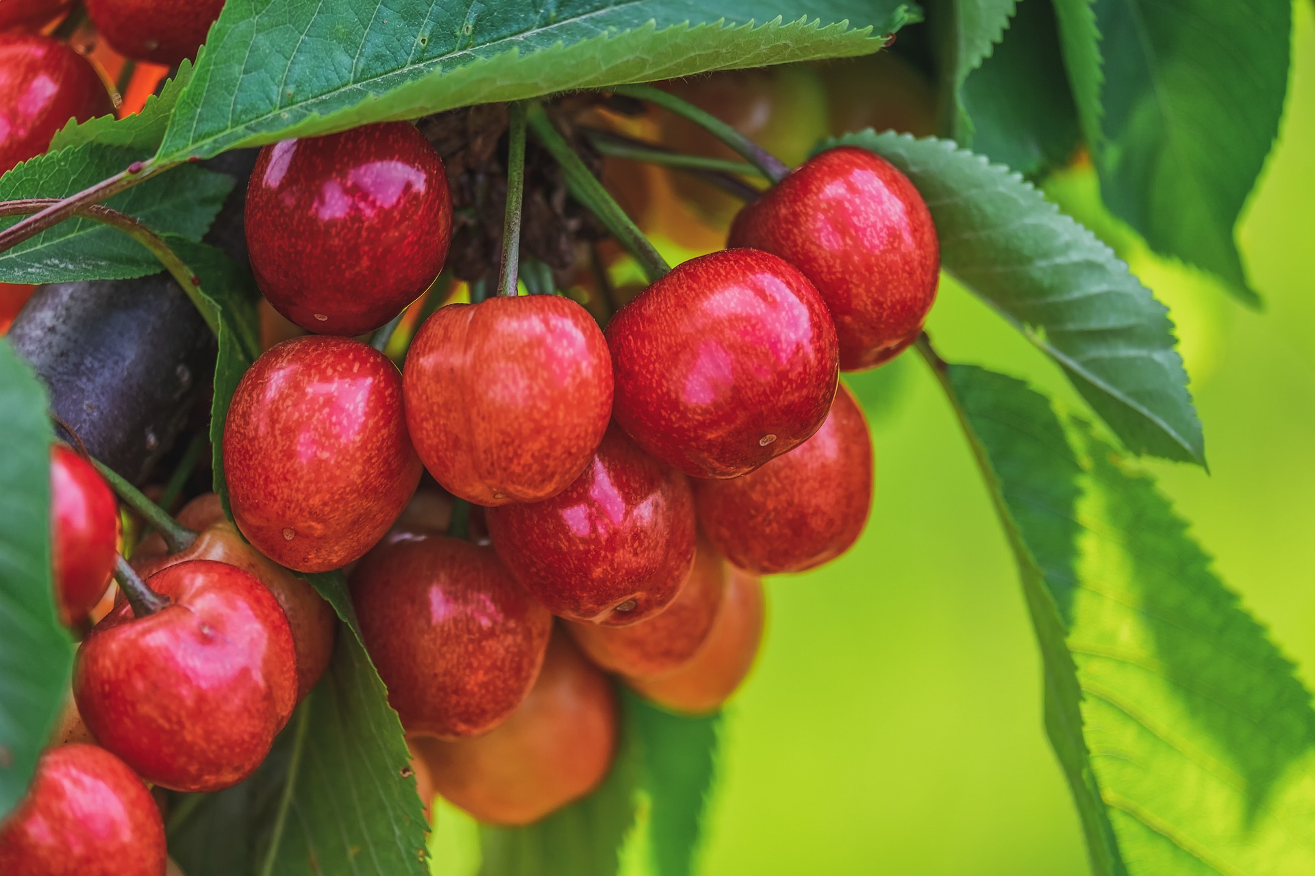How to Help Sweet Cherry Trees Survive Zone 4 Winters | The Yankee Dirt