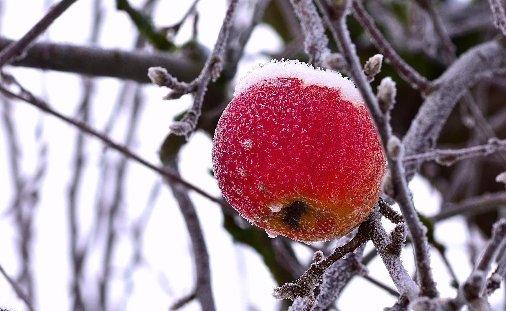Giant List of 45+ Fruits Cold-Hardy to Zone 4